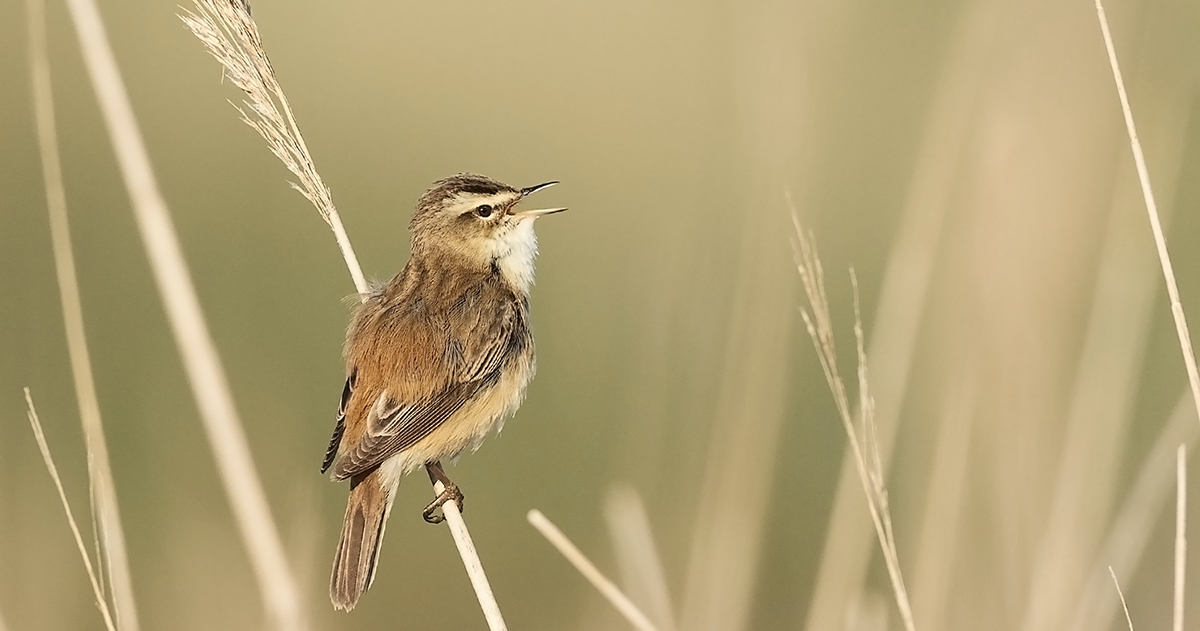 Open excursie | vogelspotten voor beginners | Hulst